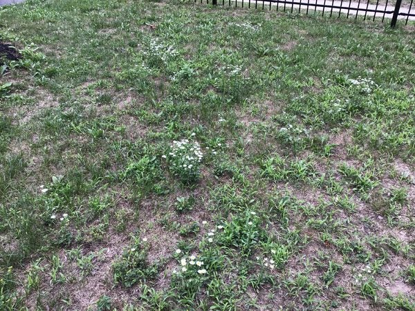 What to do with my destroyed lawn? - RedFlagDeals.com Forums