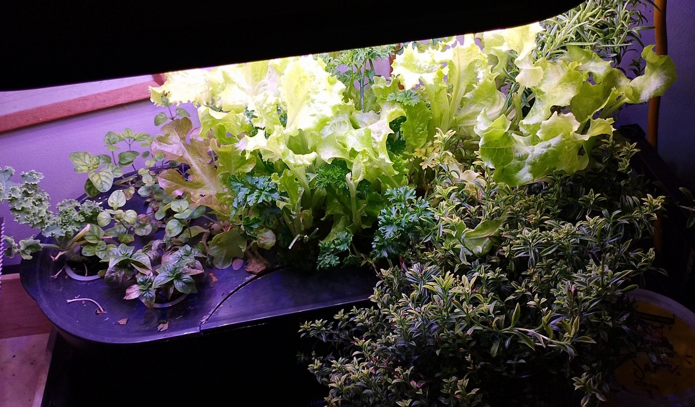 [Amazon.ca] [Black Friday] AeroGarden Grow Anything Seed Pod Kit (50 ...
